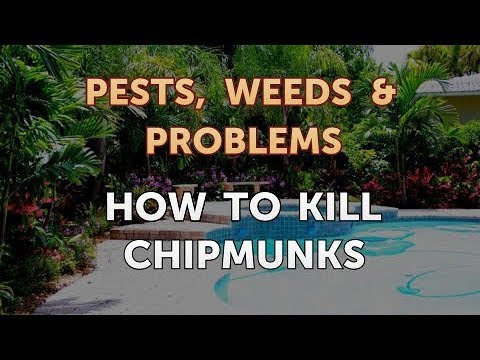 How to Kill Chipmunks
