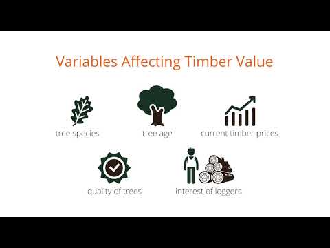 How to Sell Your Timber | What Is Your Timber Worth