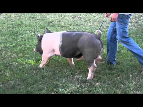 Tom’s Hog | S & T Hogs