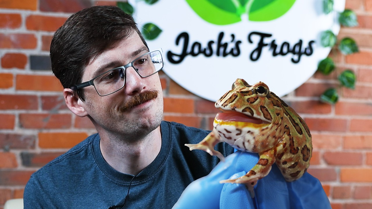EVERYTHING to Know About Pacman Frogs!