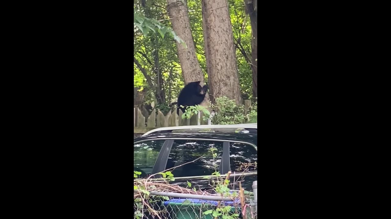 Bear in Oregon Hill