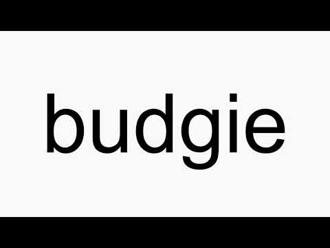 How to pronounce budgie
