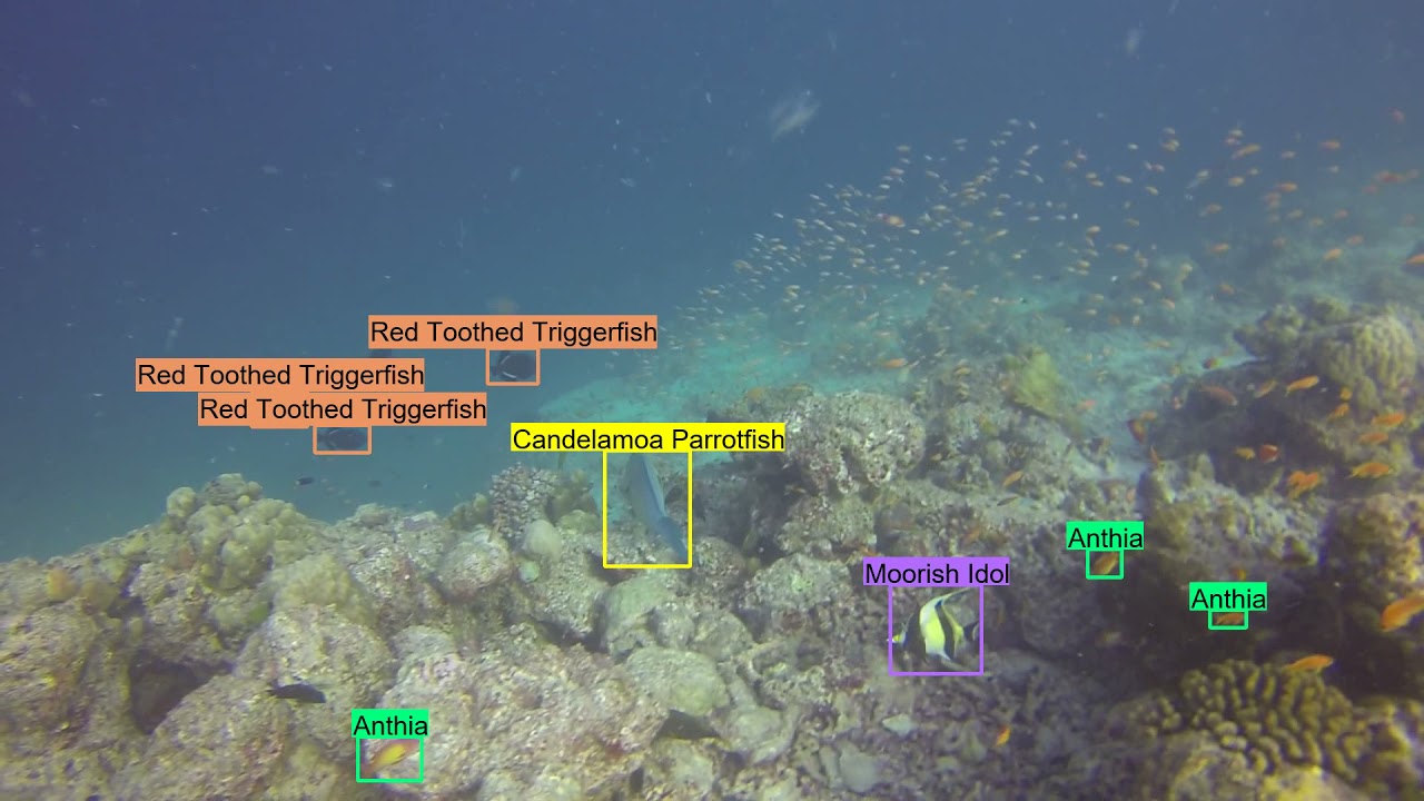 AI Fish Identification