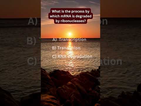 What is the process by which mRNA is degraded by ribonucleases?