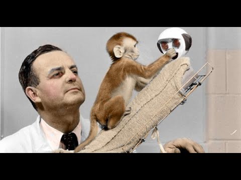 Harry Harlow's 'Cloth Mom gone Psycho, Evil Mothers' rhesus monkey experiment