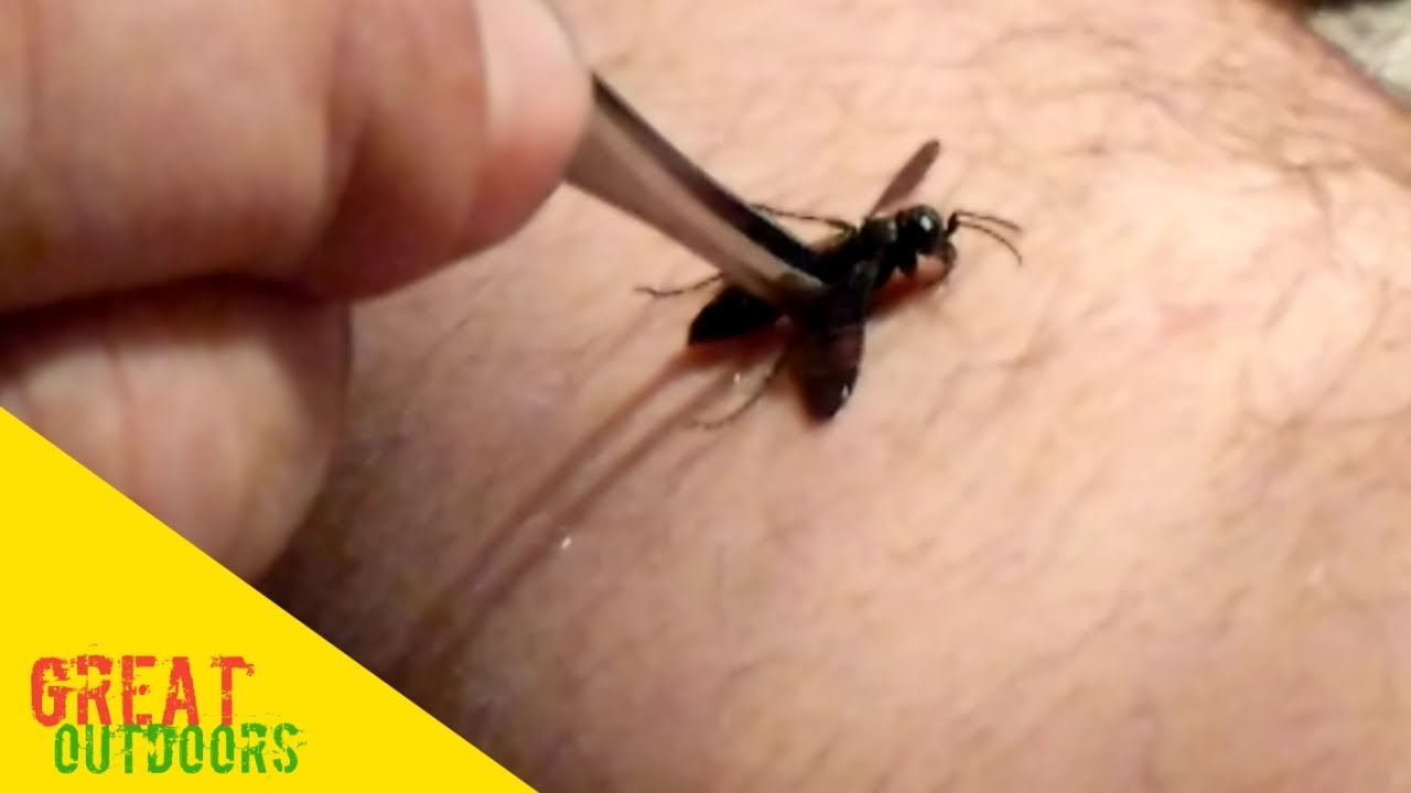 The great black wasp sting test