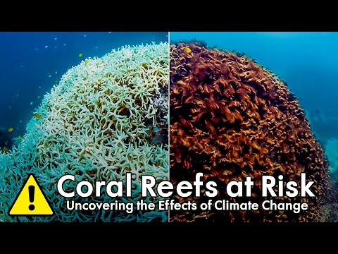 The Alarming Effects of Climate Change on Coral Reefs: Coral Reef Extinction and Its Consequences