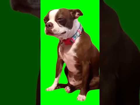 Green Screen Dog Crying Meme