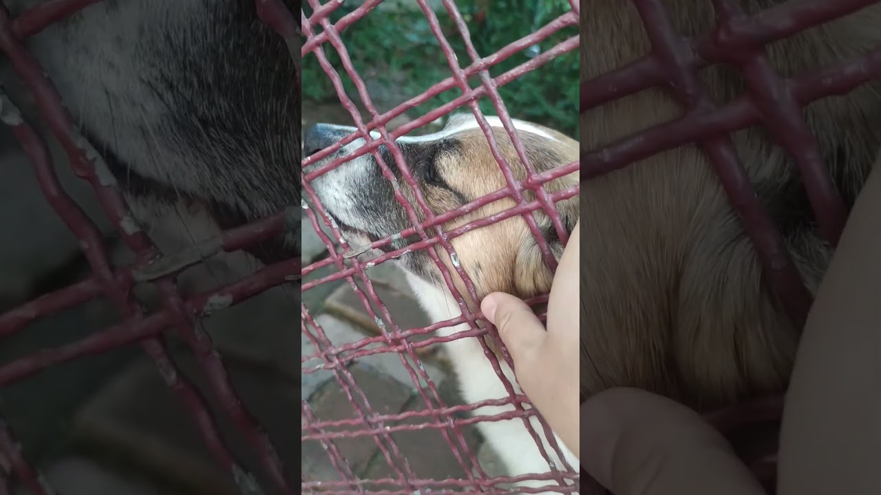 Happy Happy Doggo :)  #dog #doglover #dogs #dogshorts #shortsviral #shortsyoutube #shortfeed #shorts