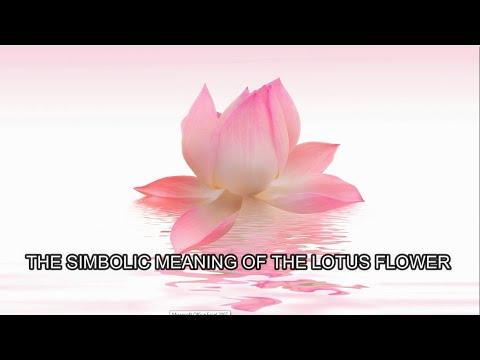 What’s the symbolic meaning of the lotus flower