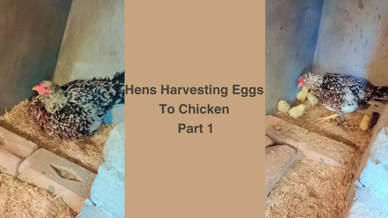Hens Harvesting Eggs to Chicken | Part 1 | Natural Hatching |