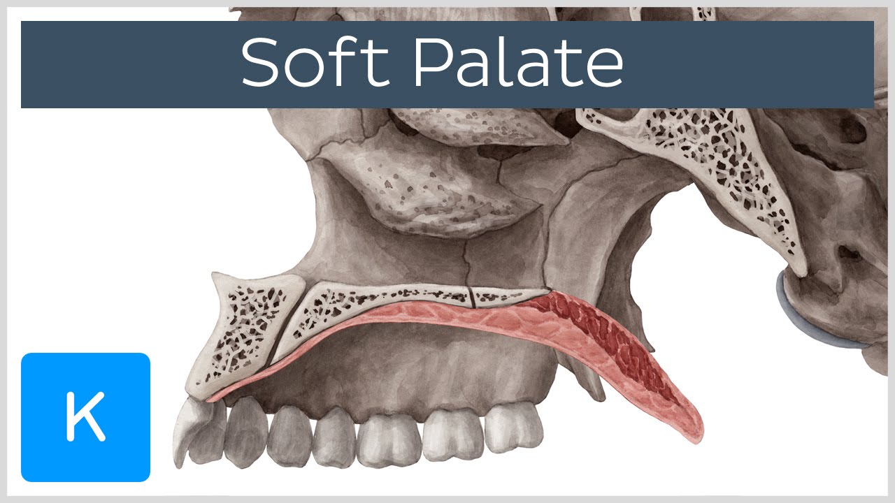 Soft palate: Muscles, Function & Definition - Human Anatomy | Kenhub