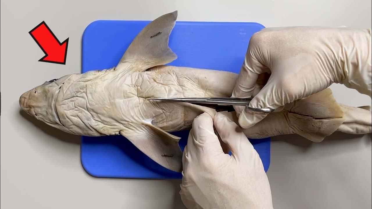 Strange Organ Inside a Shark ! - Shark Dissection