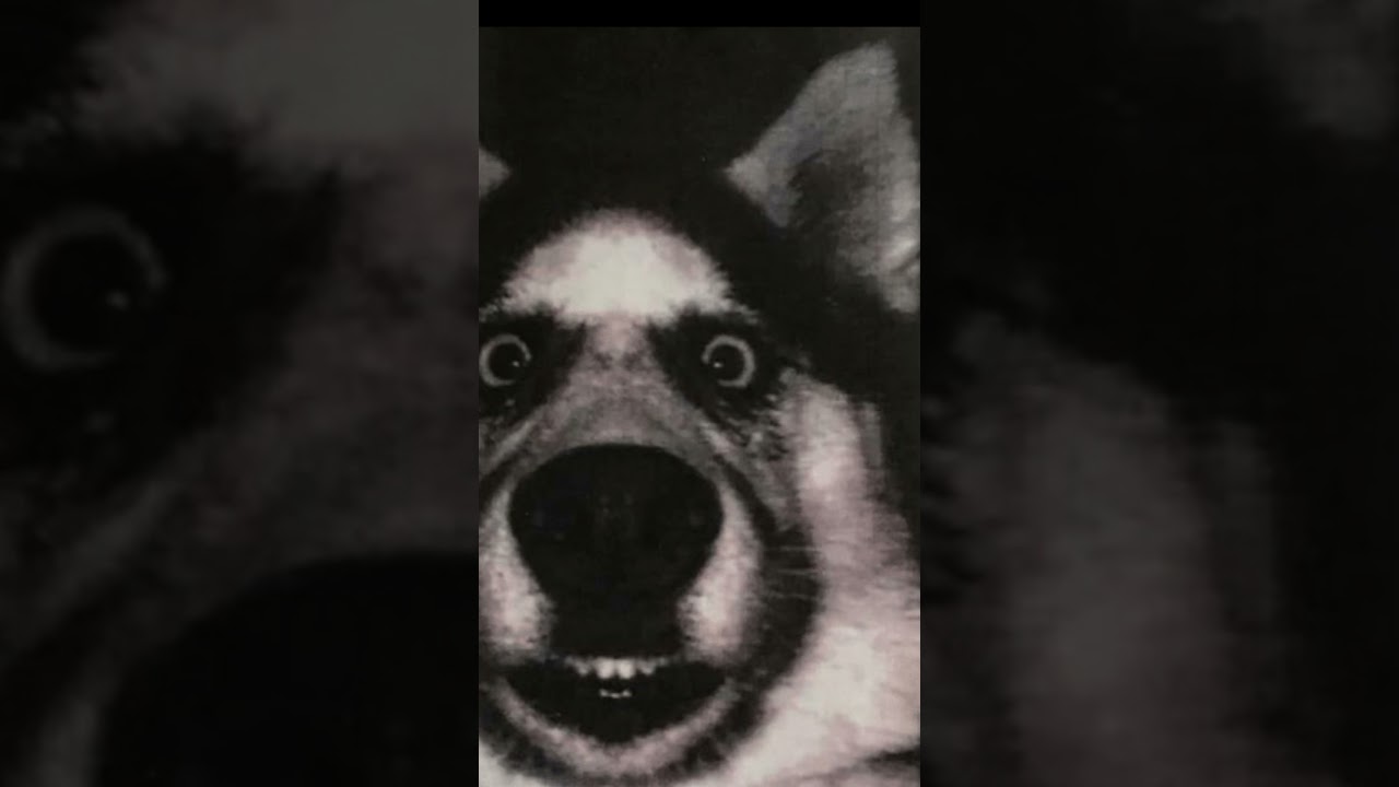 Cursed dogs image 29 #shorts