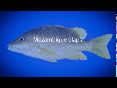 How to pronounce Mozambique tilapia