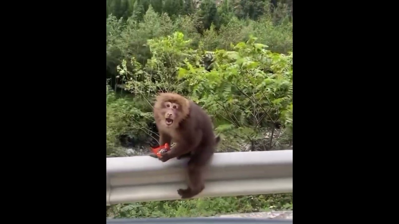 Sike nah it’s empty! Imagine giving a monkey some food but it’s empty #monkey #monkeys #monkeyvideo