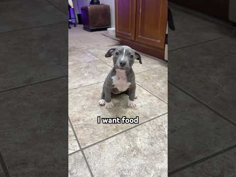 Always hungry ๐ #puppy #cutepuppy #shorts
