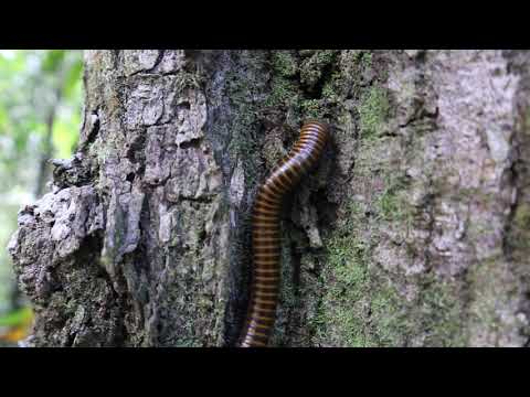 Through a Bug’s Perspective – Marvin’s Documentation Blog