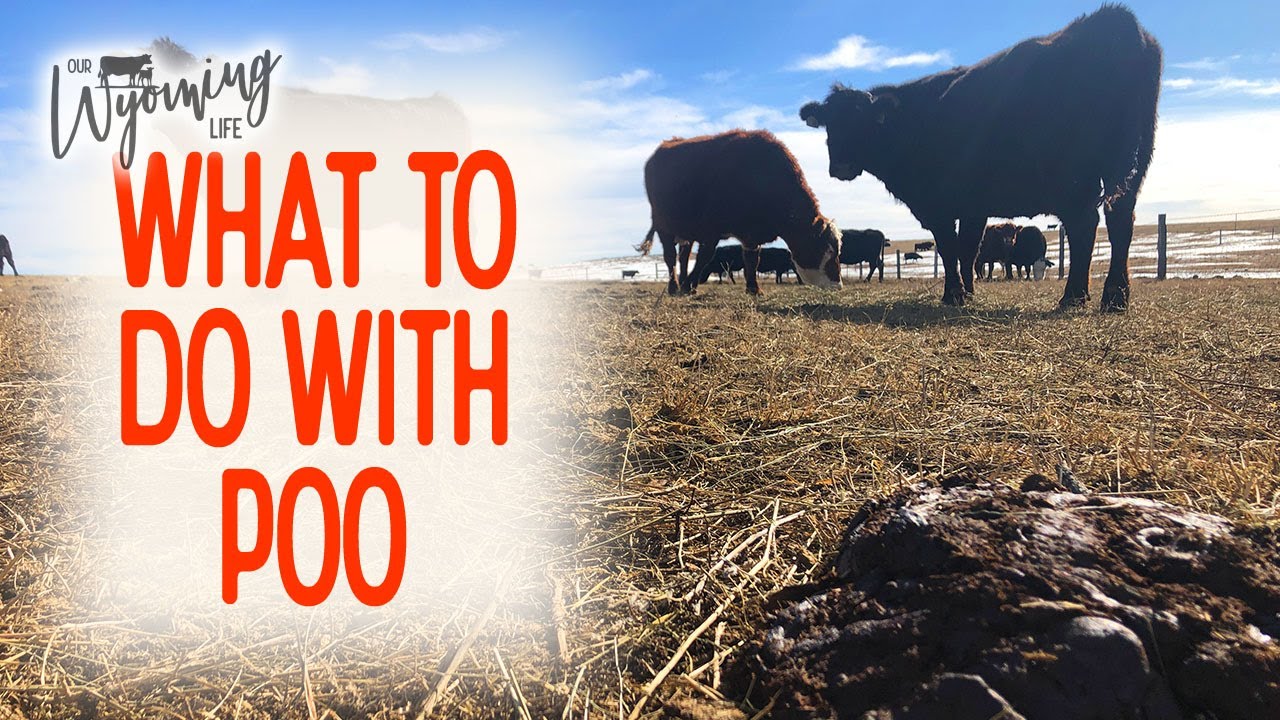 4 Ways to Deal with Manure