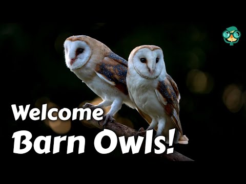 How to Attract Barn Owls | Attracting Cute Barn Owls | Barn Owl Tyto Alba | Amazing Barn Owl Facts!!