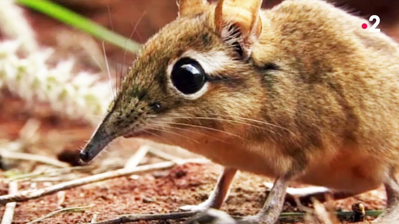 Documentaire | La musaraigne-éléphant n’a pas le temps