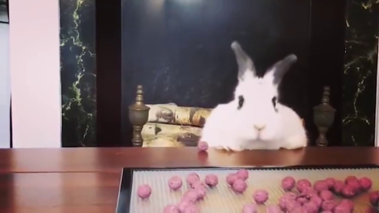 Fat Bunny Cant Jump!!! Gone Wrong! Rabbit Fail