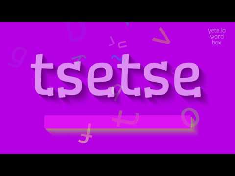 TSETSE - HOW TO PRONOUNCE IT?