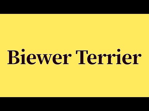 Biewer Terrier Pronunciation and Meaning