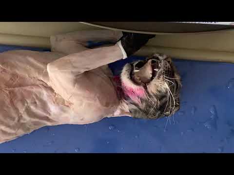 Westerhof Cat Dissection- Mouth Parts