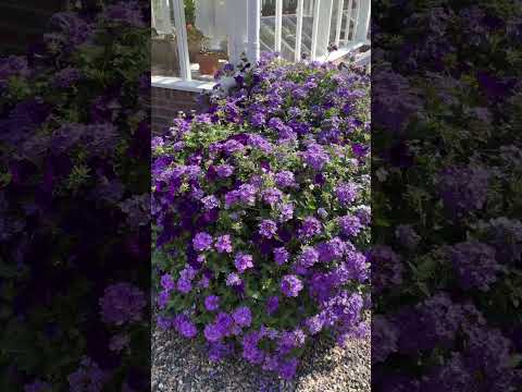 Pretty purple flowers! ????????????