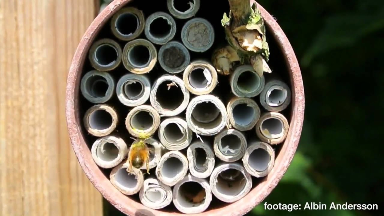 How Pesticides affect bees