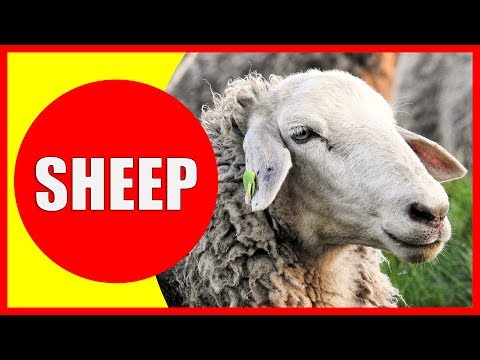 SHEEP VIDEOS FOR KIDS - Facts about Sheep for Children, Preschoolers and Kindergarten