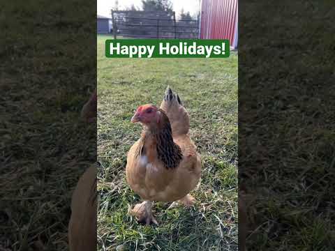 Happy Holidays from our family to yours! #meyerhatchery
