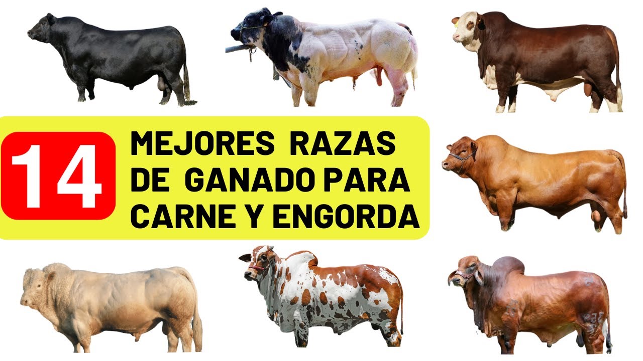 Las 14 mejores razas de ganado vacuno para la producción de carne a nivel mundial