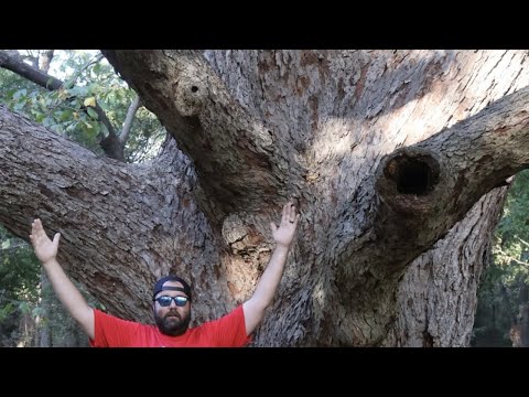 A Historic Homestead Tour: Texas’ 9th Largest Pecan Tree & Hidden Bee Hive!