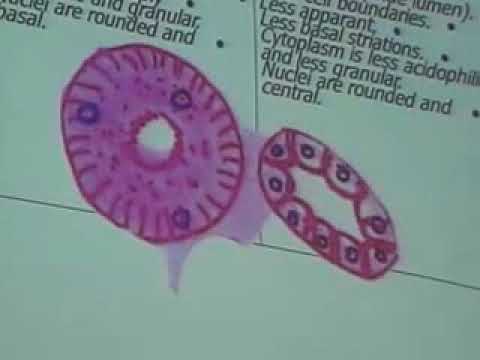 19 Dr Gehan Differences Between PCT & DCT till the End of Urinary System 9 12 2013