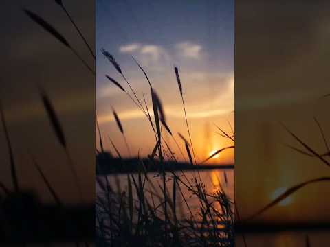 Golden Words: Inspirational Sunset Quotes to End Your Day#quotes#motivation#sunset#shorts#viral
