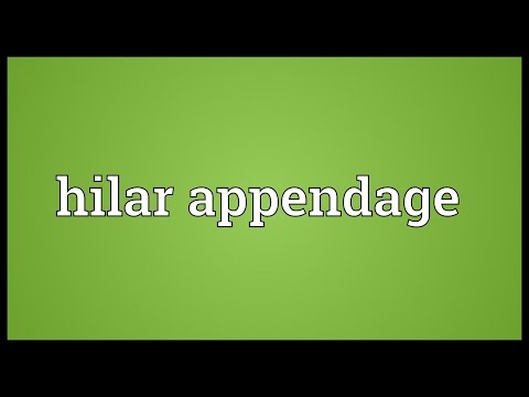 Hilar appendage Meaning