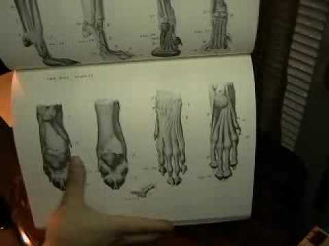 Dog animal anatomy reference book
