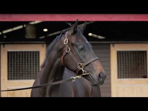 KARAKA READY TO RUN 2024 – LOT 174 I AM INVINCIBLE – SHILLELAGH, BROWN COLT $1,650,000