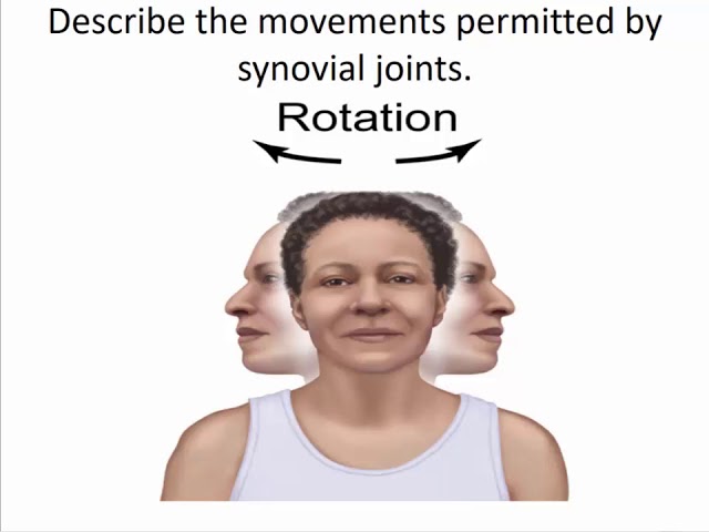 Understanding the Skeletal System: A Deep Dive into Joints | Galaxy.ai | Galaxy.ai