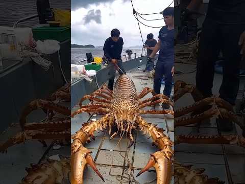 Giant Squid and Sea Monsters Caught by Fishermen | Rare Footage