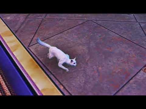 Steam Community :: Guild Wars 2