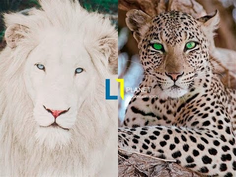 Animales de colores: Los 10 animales más hermosos del planeta | Diario ...