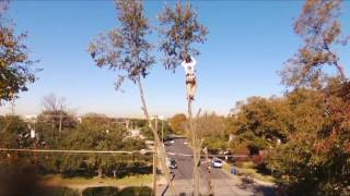 3 Best Tree Services in Dallas, TX - Expert Recommendations