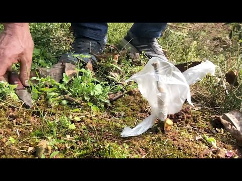 Every detail of grafting is related to the survival rate