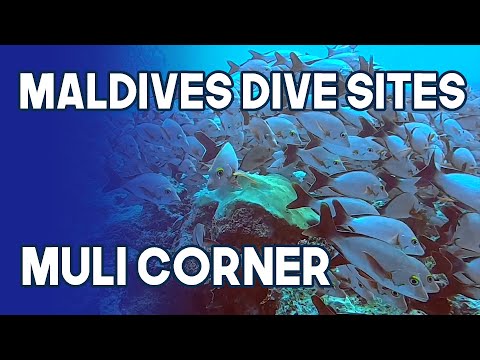 Maldives Dive Site | Muli Corner | Meemu Atoll