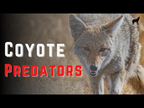 What Eats Coyotes: Complete List of Coyote Predators!