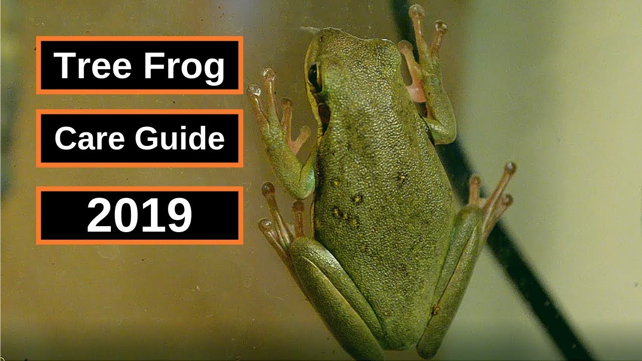 Green Tree Frog Care Guide | American Tree Frog 101
