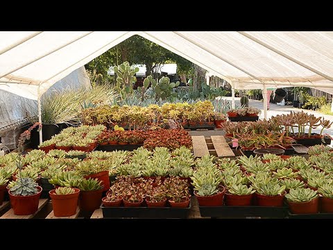 What's a Succulent? | Daphne Richards | Central Texas Gardener